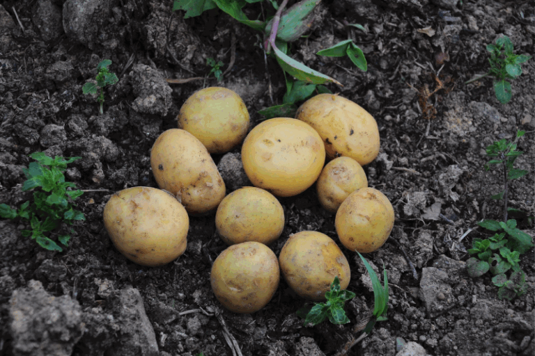 Pommes de terre : les prix des semences en hausse, pas d'impact sur la ...
