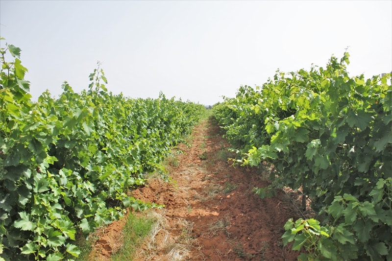 Bientôt, une cartographie de la culture de la vigne dans la région de ...